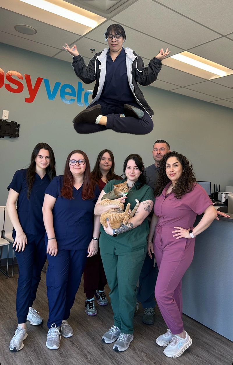 easyvet McKinney | Veterinarian McKinney, Fairview, TX